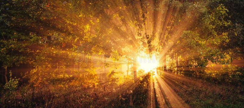 Magic Glow between the Branches of Trees in the Night Forest. Stock ...