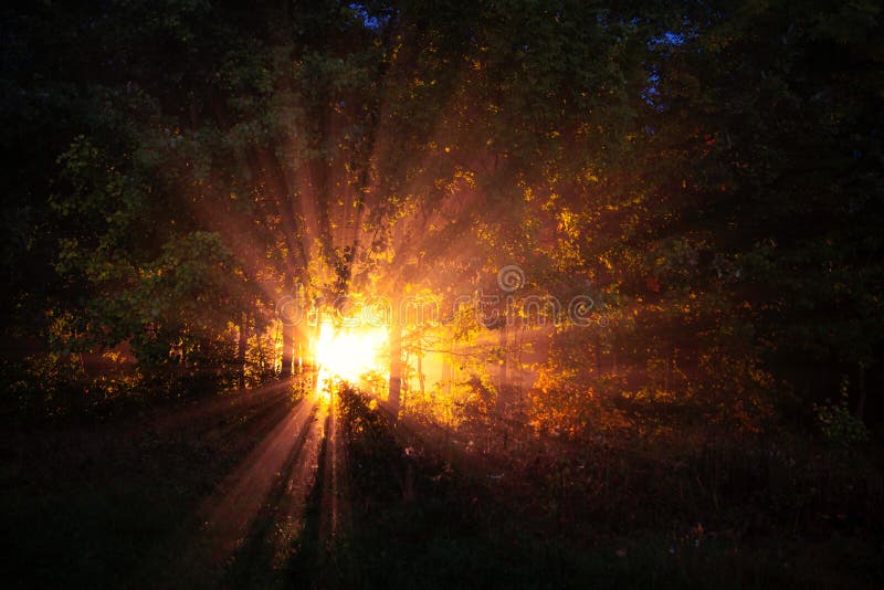 Magic Glow between the Branches of Trees in the Night Forest. Stock ...