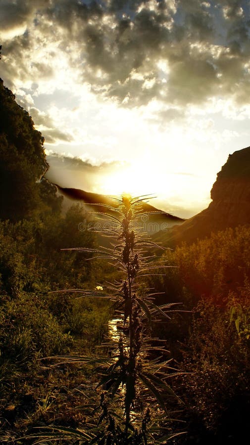 Magic Grass at Sunset in the Mountains Stock Photo - Image of grass ...