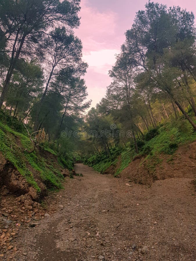 Magic Gravel Road among the Pine Trees Stock Image - Image of enticing ...