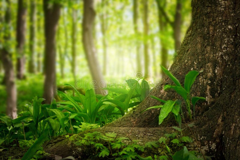 Magic green forest stock image. Image of beautiful, woodland - 146761727