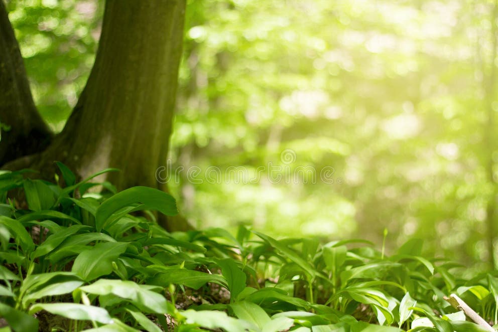 Magic green forest stock photo. Image of forest, springtime - 114999310