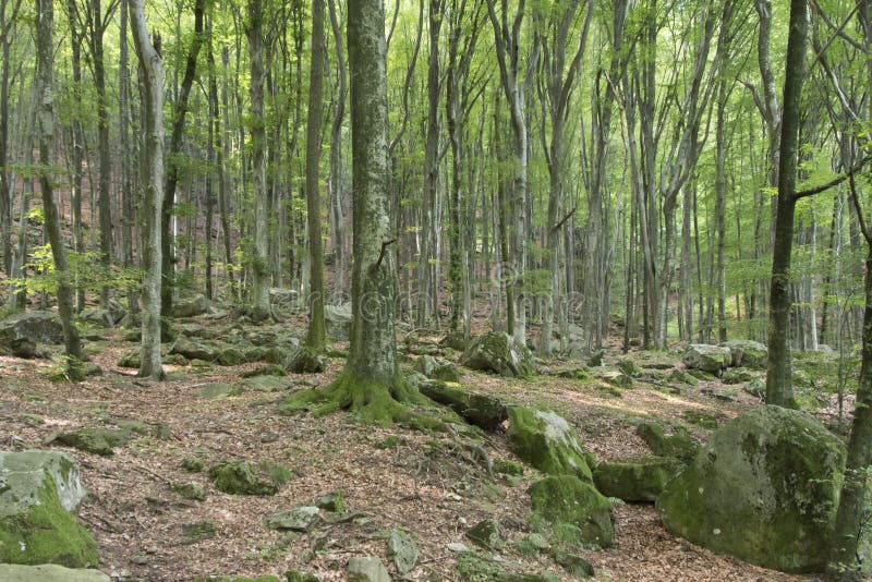 Magic green forest stock image. Image of garden, mossy - 89597229