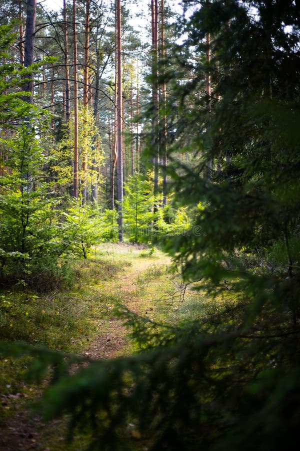 Magic Green Forest Path on Sunny Day Stock Image - Image of mysterious ...