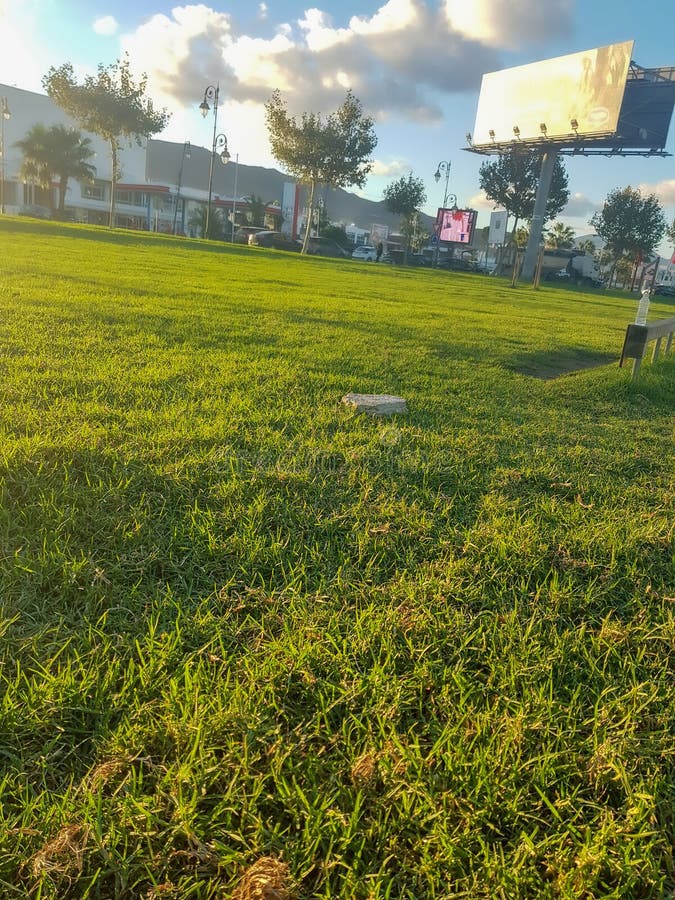 Magic of Green Grass Exploring Its Environmental Benefits Stock Image ...