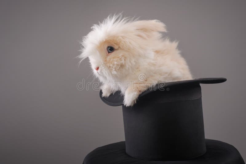 Magic Hat with Beautiful White Rabbit Stock Image - Image of furry ...
