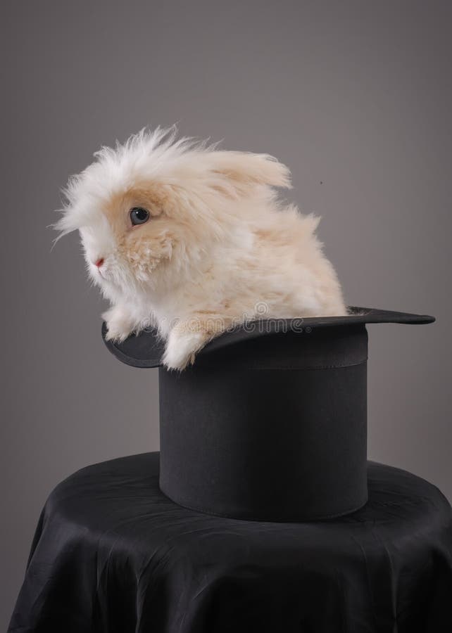 Magic Hat with Beautiful White Rabbit Stock Photo - Image of bunny ...