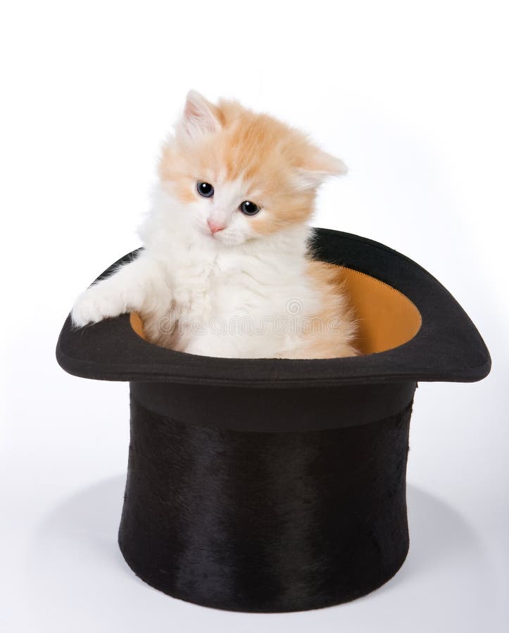 Magic kitten stock image. Image of magic, kitten, isolated - 5008363