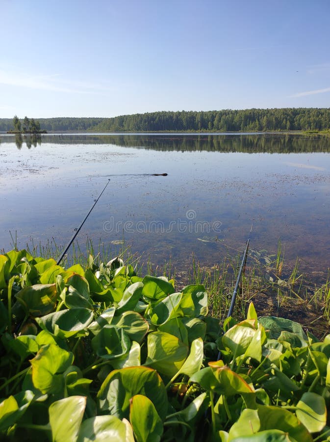 Magic lake stock photo. Image of plant, green, magic - 238473370