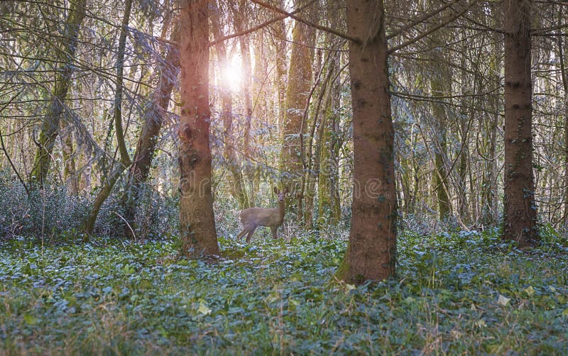 Deer in the spring forest stock image. Image of deer - 142065103