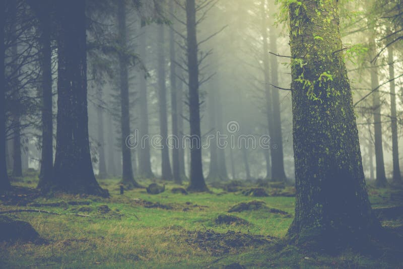 Magic Light in Autumn Forest with Fog Stock Photo - Image of night ...