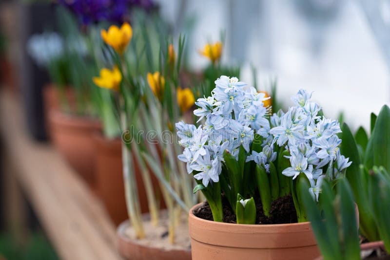 Magic Light Blue Hyacinths Potted on Wooden Background with a Copy ...