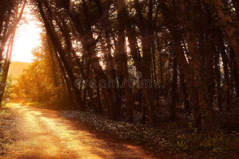 Magic Light through Plants in Beautiful Forest Stock Photo - Image of ...