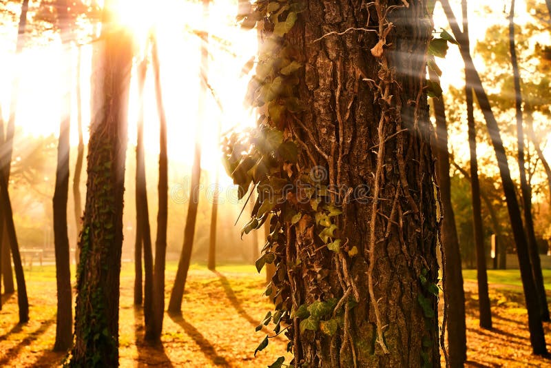 Magic Light through Plants in Beautiful Forest Stock Photo - Image of ...