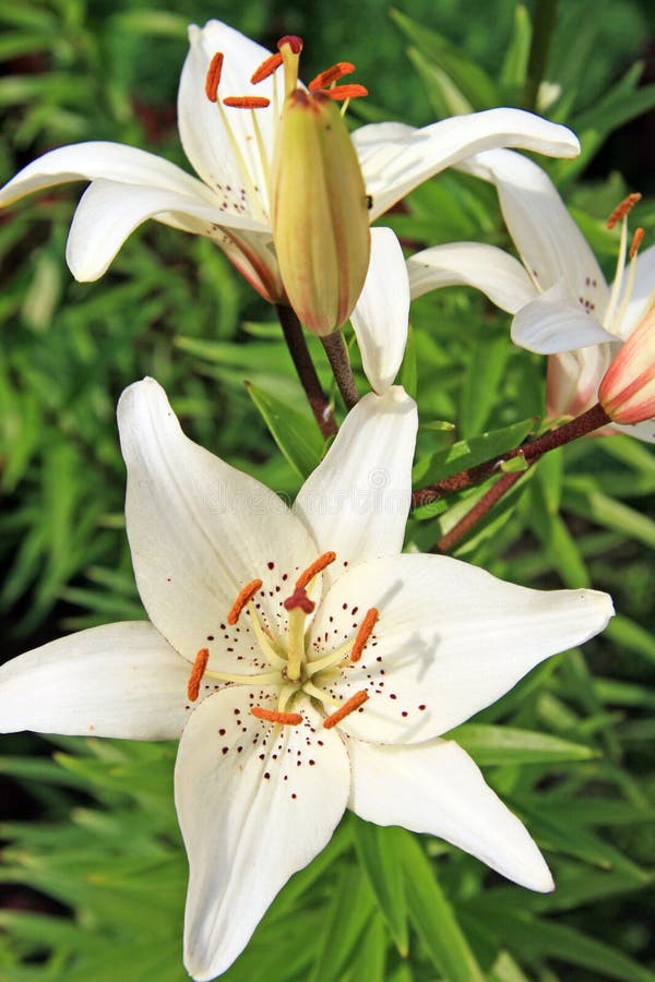 Magic lily stock image. Image of buds, petal, stamens - 42889907