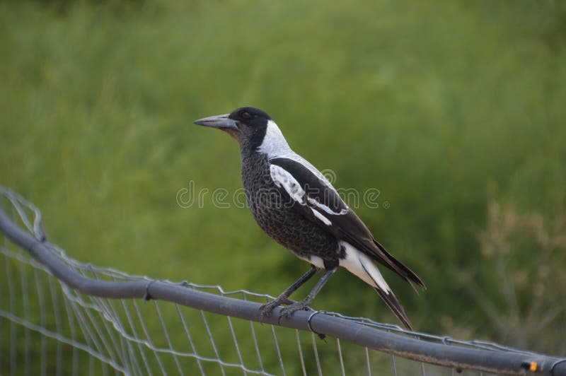 Magic Magpie Stock Photos - Free & Royalty-Free Stock Photos from ...