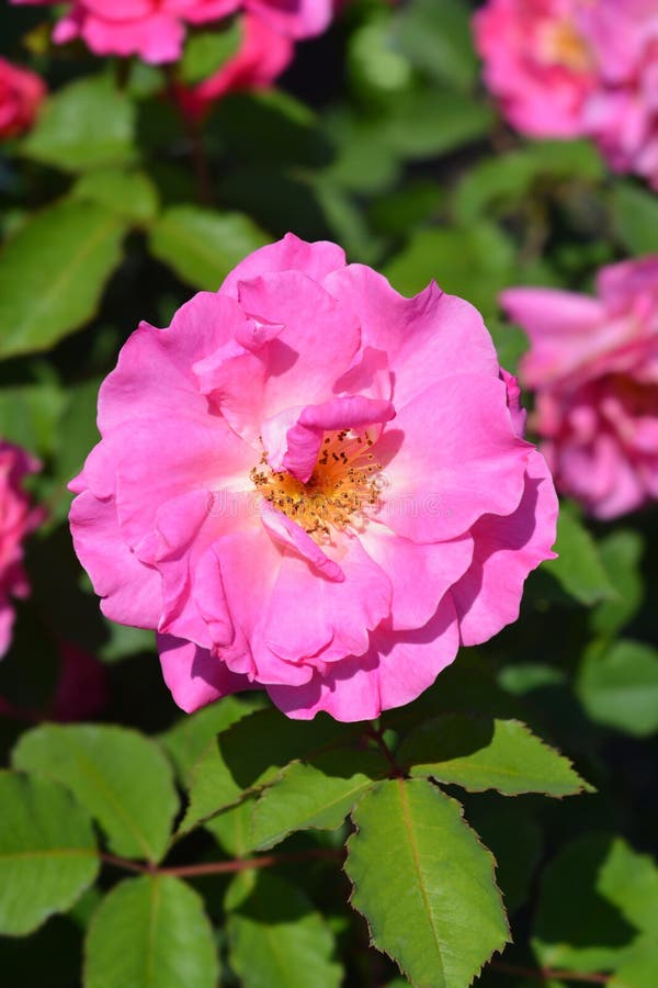 Magic Meidiland Rose stock photo. Image of flower, nature - 305275398