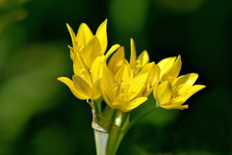 The Magic Moly Herb with Flower Stock Image - Image of plant, yellow ...
