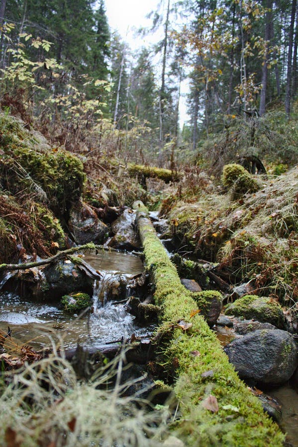 Magic moss stock photo. Image of fallen, moss, grass - 78522746