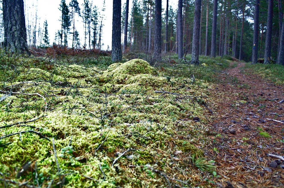 Magic moss stock image. Image of place, path, magic, objects - 78522609