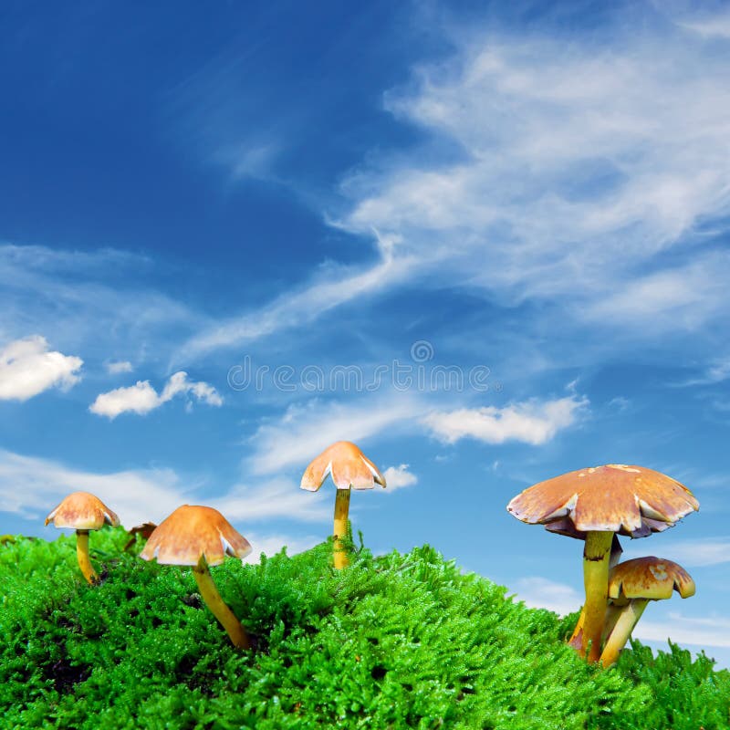 Magic mushrooms stock photo. Image of mushroom, fairytale - 11177330