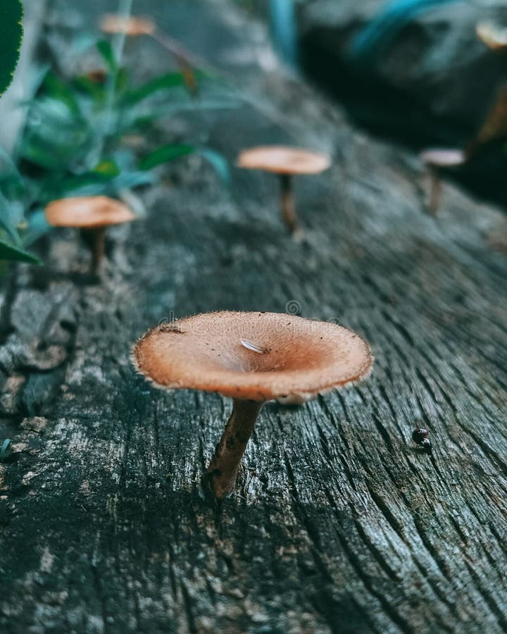 Magic Mushroom on Dead Tree Stock Image - Image of magic, tree: 262162773