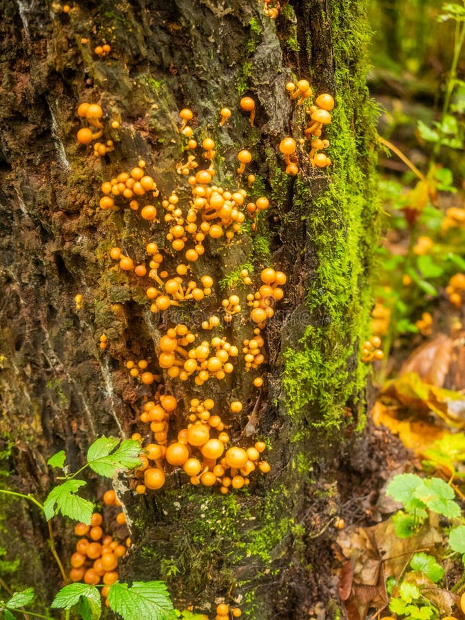 Azurescens Mushroom Stock Photos - Free & Royalty-Free Stock Photos ...
