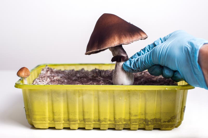 Magic Mushrooms Growing Psilocybe Cubensis Stock Photo - Image of ...