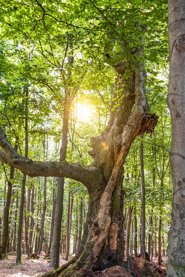 Tree roots stock photo. Image of garden, design, intertwined - 26259168