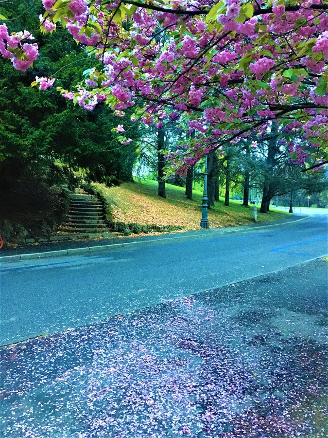 Magic Nature, Colours, Spring, Environment and Fantasy Stock Image ...