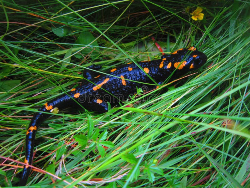 Fire Salamanda Stock Photos - Free & Royalty-Free Stock Photos from ...