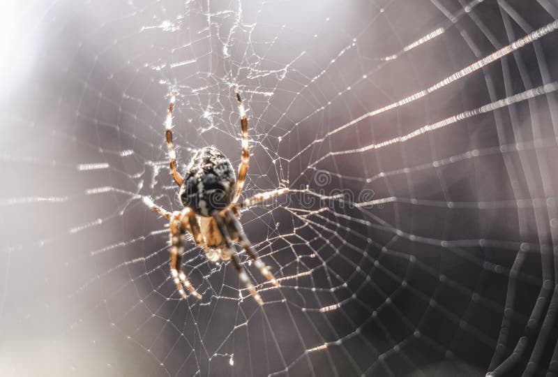 Spider in the web stock image. Image of eight, spider - 156790227