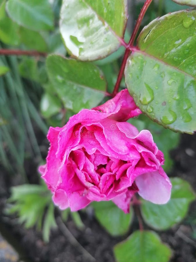 The Magic of Nature Shows Itself in Beautiful Flowers Stock Photo ...