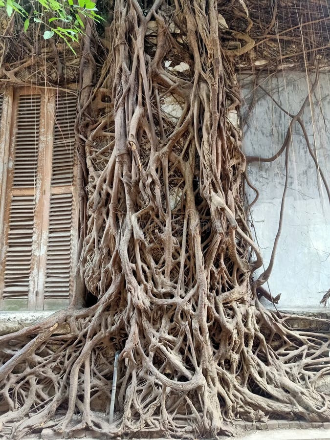 Nature VS Building stock photo. Image of inside, bird - 265436626