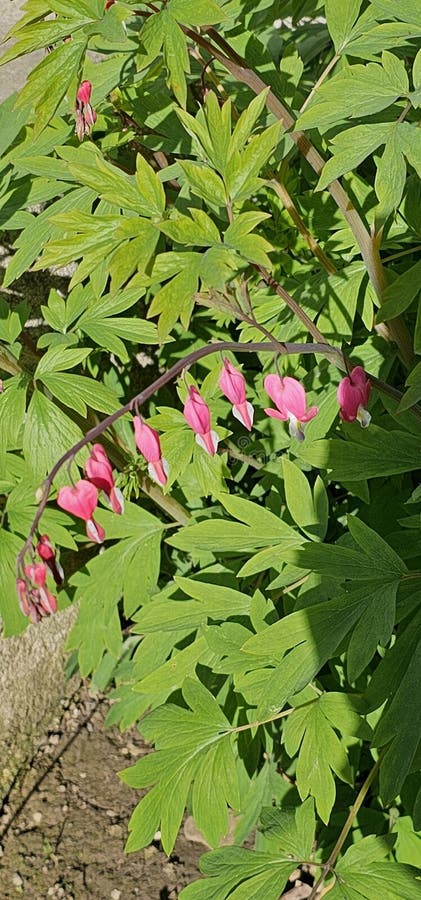 Magic Nature and Unlimited Sky Stock Image - Image of magic, unlimited ...