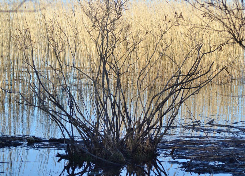 Tree Rising from Ancient Rocks in Forests Stock Photo - Image of shape ...