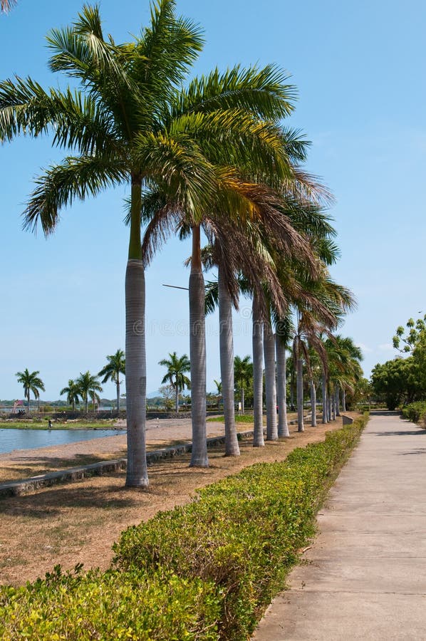 Magic Palm Alley in Granada Stock Photo - Image of bund, outdoors: 14996314