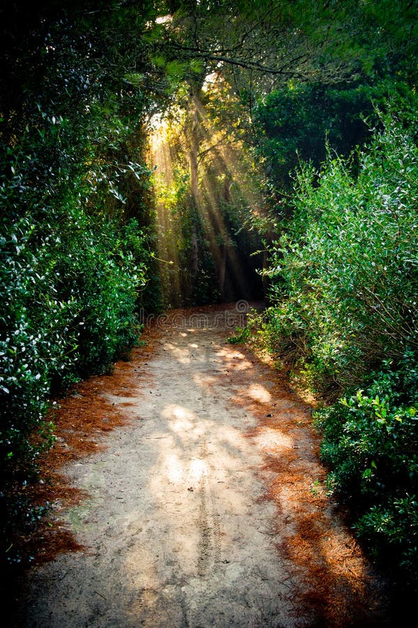Magic Path stock image. Image of enchanted, foliage, craggy - 27412197