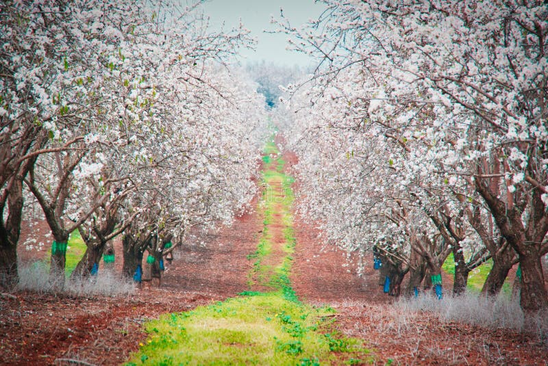 The magic path stock photo. Image of nature, magic, leaf - 267626464