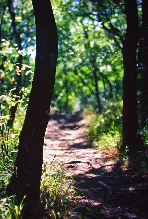 Magic path stock image. Image of forest, park, environment - 80984381