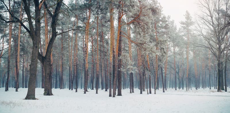 Magic Pine Forest Covered with Snow in Winter Stock Photo - Image of ...
