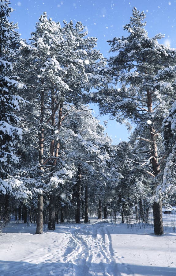 Magic Pine Forest in Winter Season in Snow Stock Photo - Image of cold ...