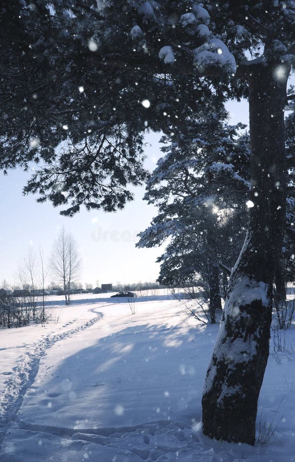 Magic Pine Forest in Winter Season in Snow Stock Image - Image of ...