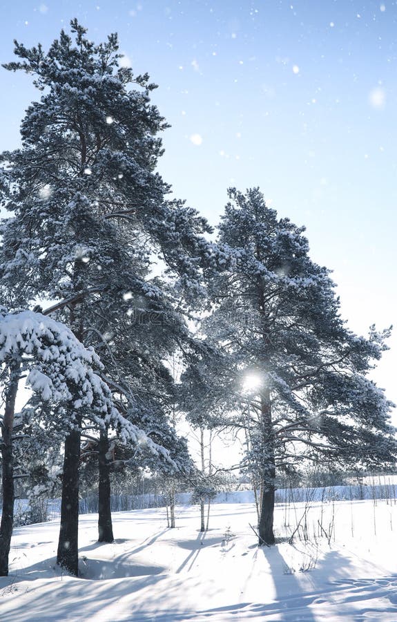 Magic Pine Magiczna Sosna in the Forest on Hel Peninsula Stock Image ...