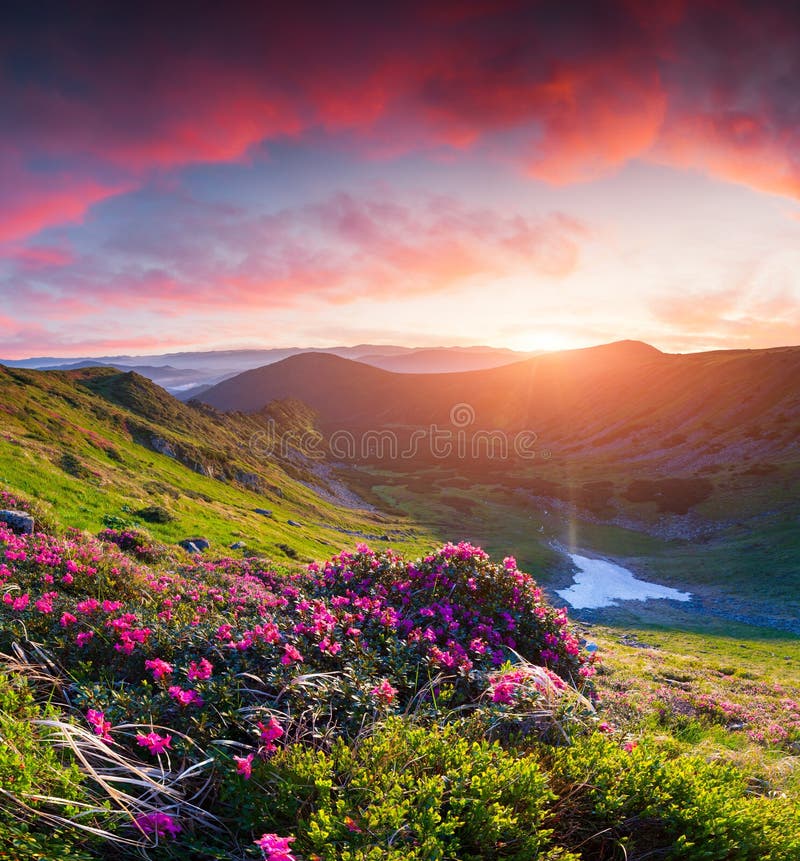 Magic Pink Rhododendron Flowers in Mountains at Sunrise. Stock Photo ...