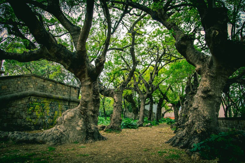 Magic Place with Old Trees in Ancient Garden Stock Image - Image of ...