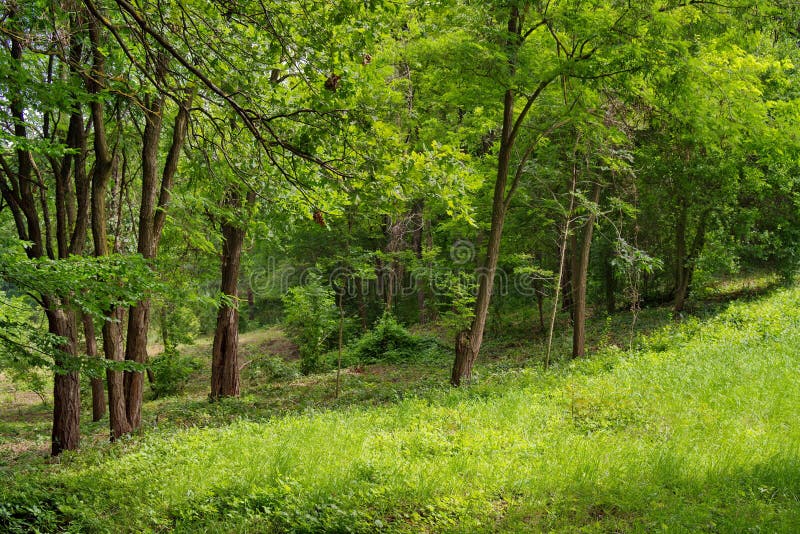 Magic Place. Green Nature. Relaxation and Tranquility in the Park ...