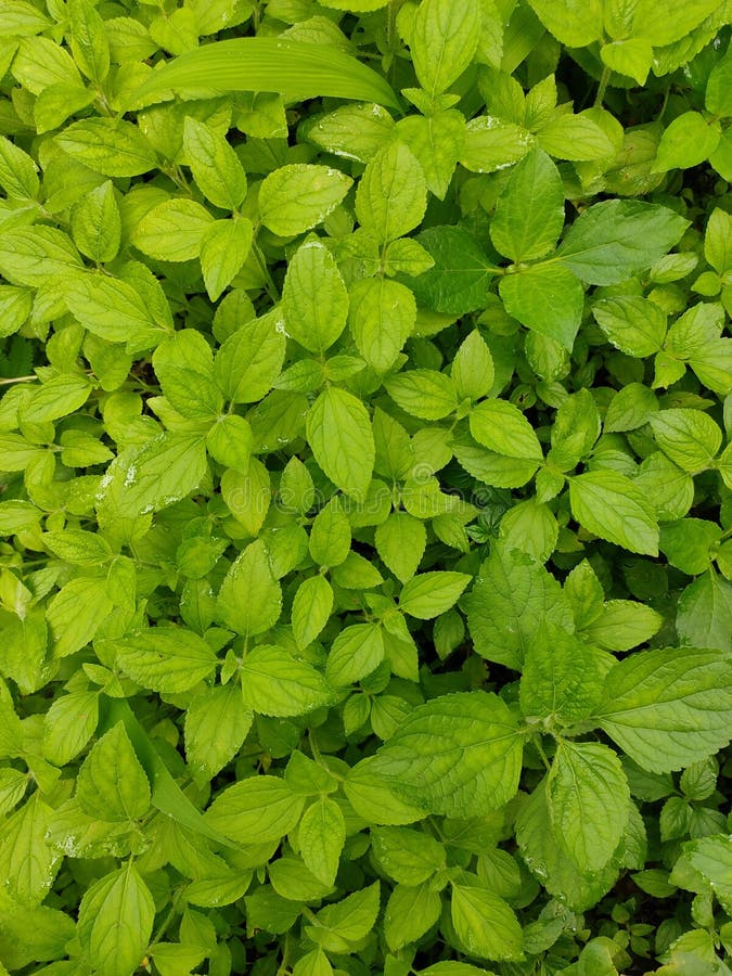 Magic of plants stock photo. Image of wildflower, shrub - 212645894