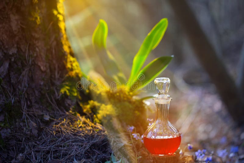 Magic Potion in Bottle in Fairy Forest Stock Image - Image of forest ...