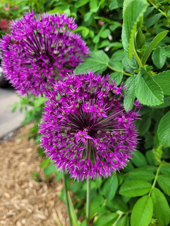 Magic Purple Allium Flowers Stock Photo - Image of allium, flower ...